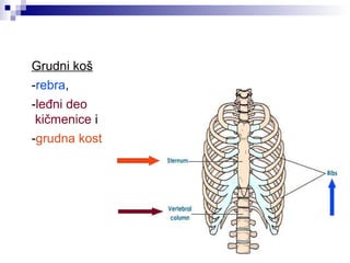 Skeletni sistem kičmenjaka | PPT | Bone and Joint Conditions | Diseases ...