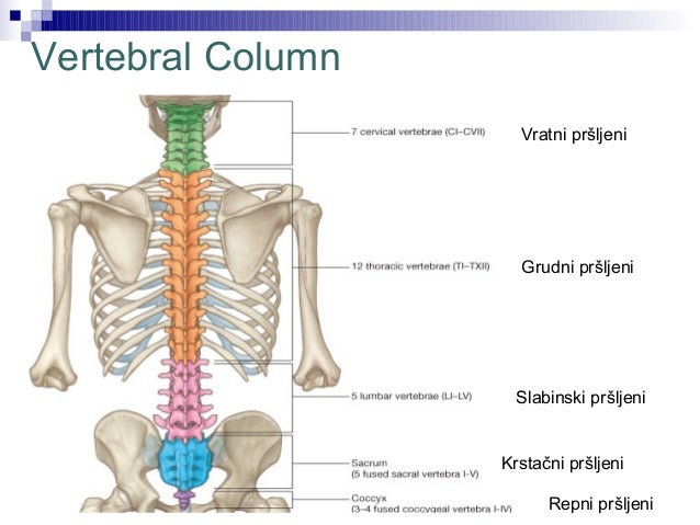 Skeletni sistem kičmenjaka