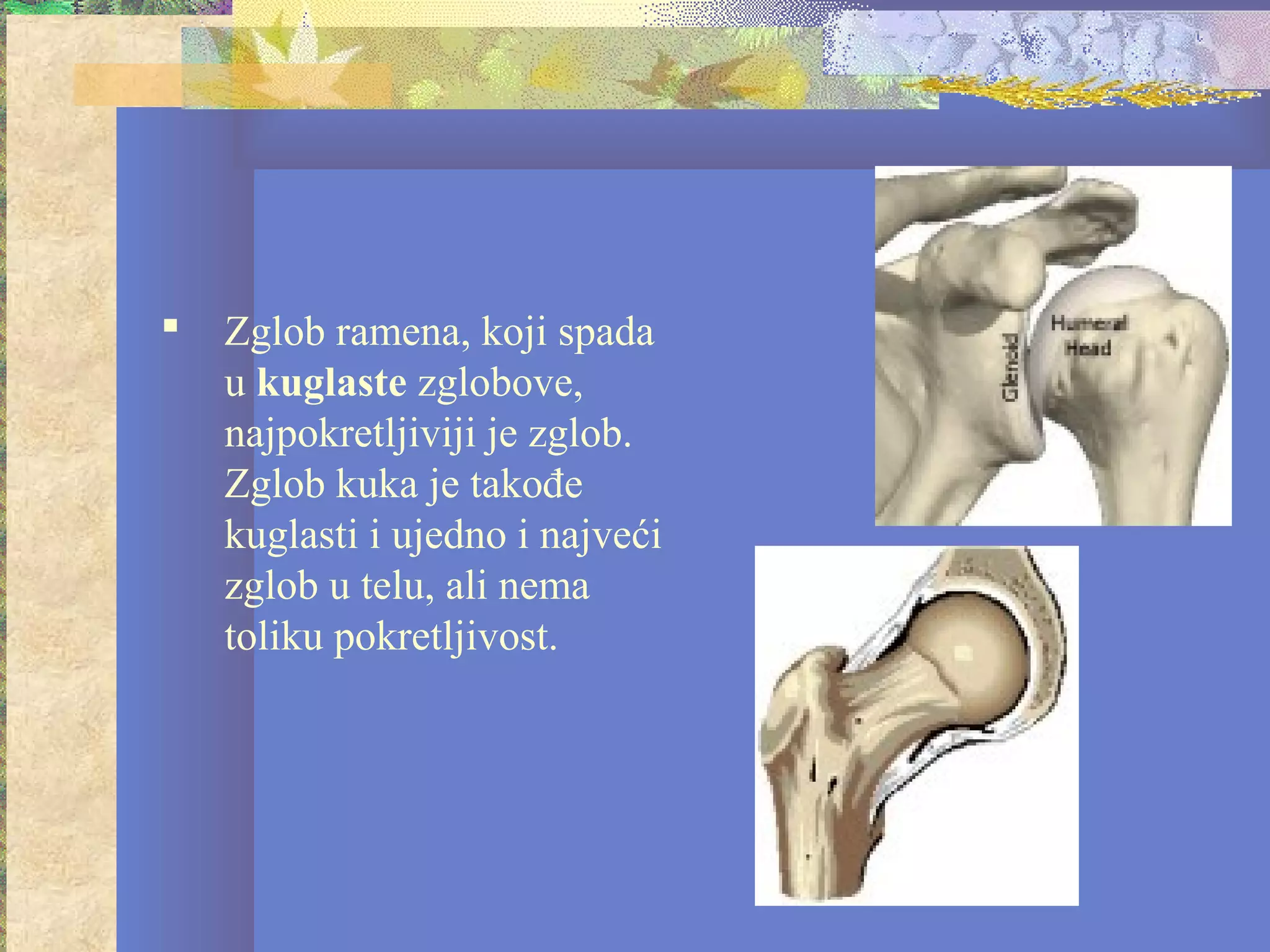 Skeletni sistem, vii | PPT