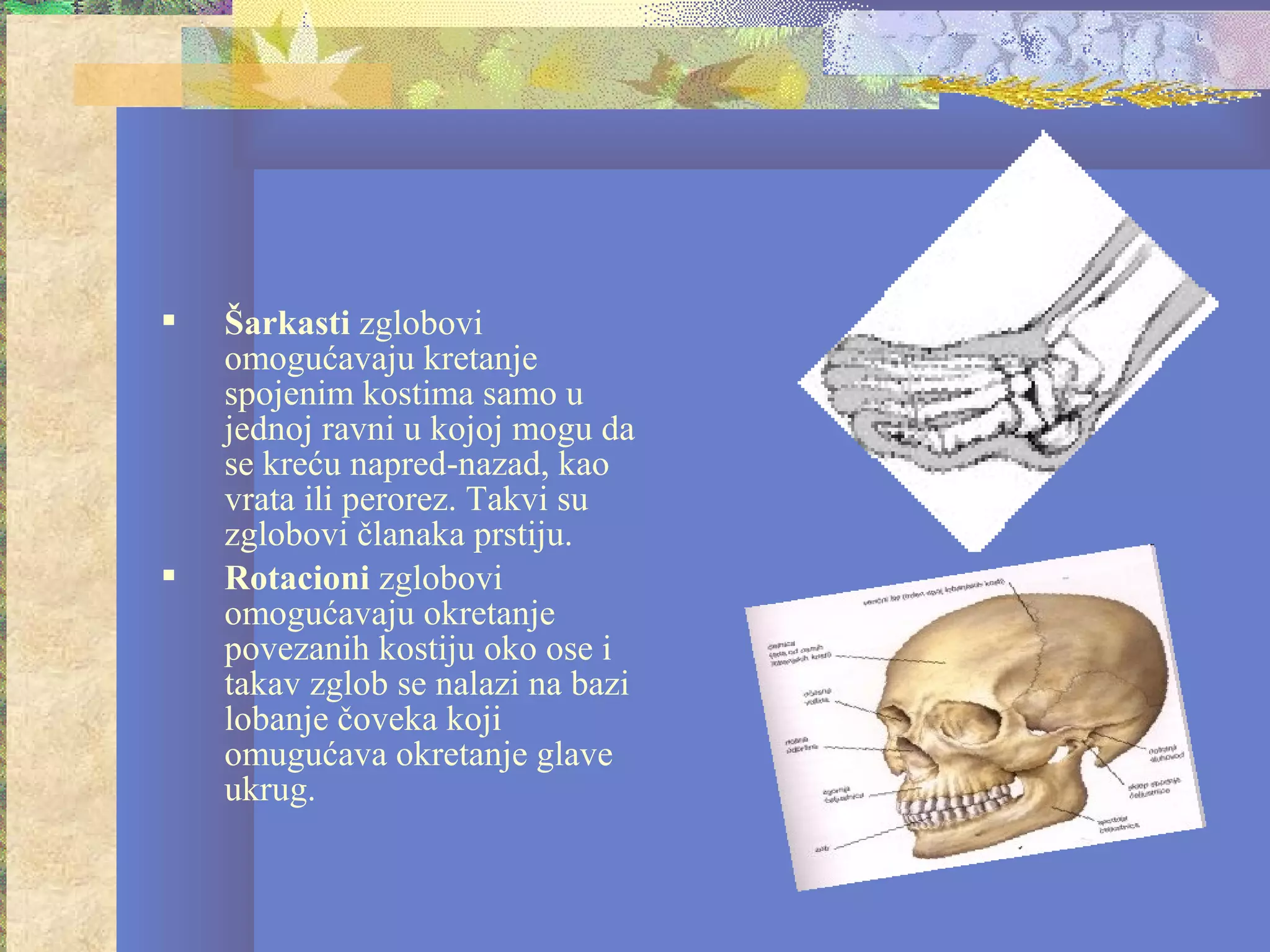 Skeletni sistem, vii | PPT