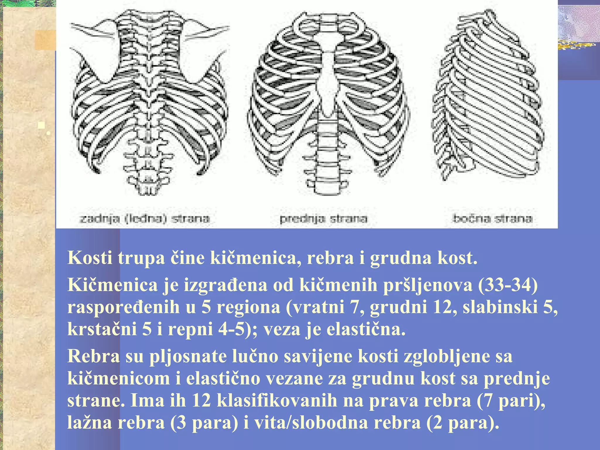 Skeletni sistem, vii | PPT