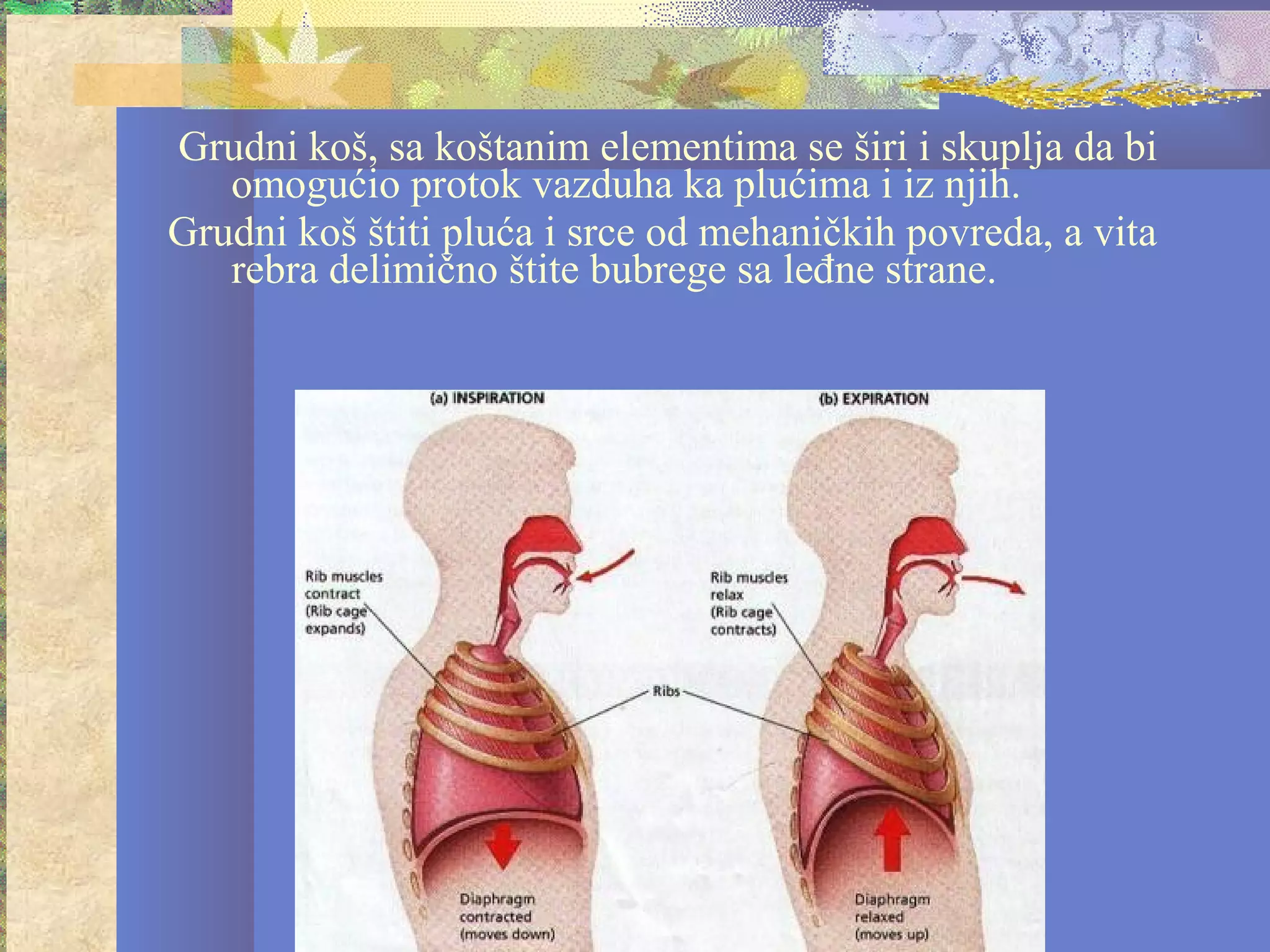 Skeletni sistem, vii | PPT