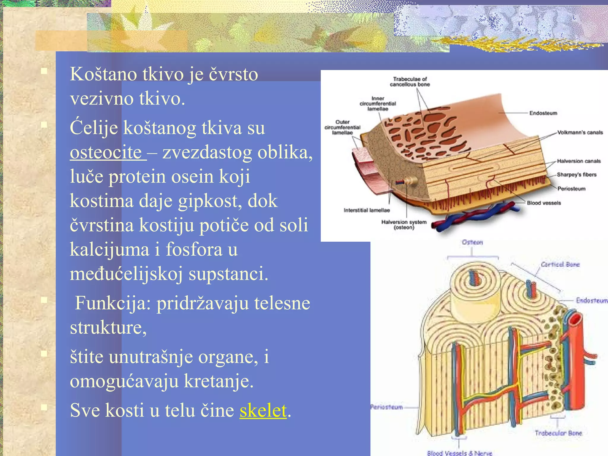 Skeletni sistem, vii | PPT