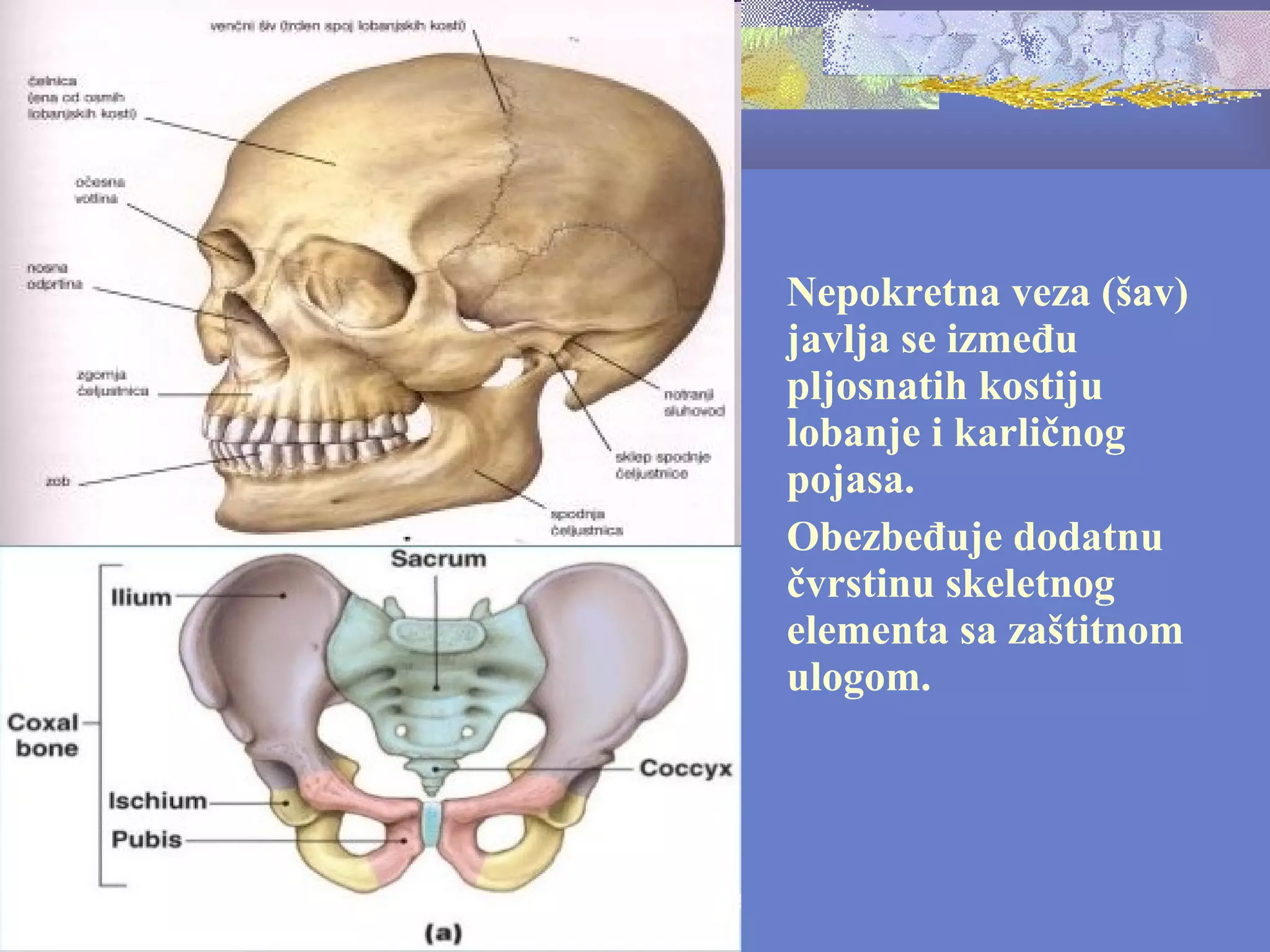 Skeletni sistem, vii | PPT