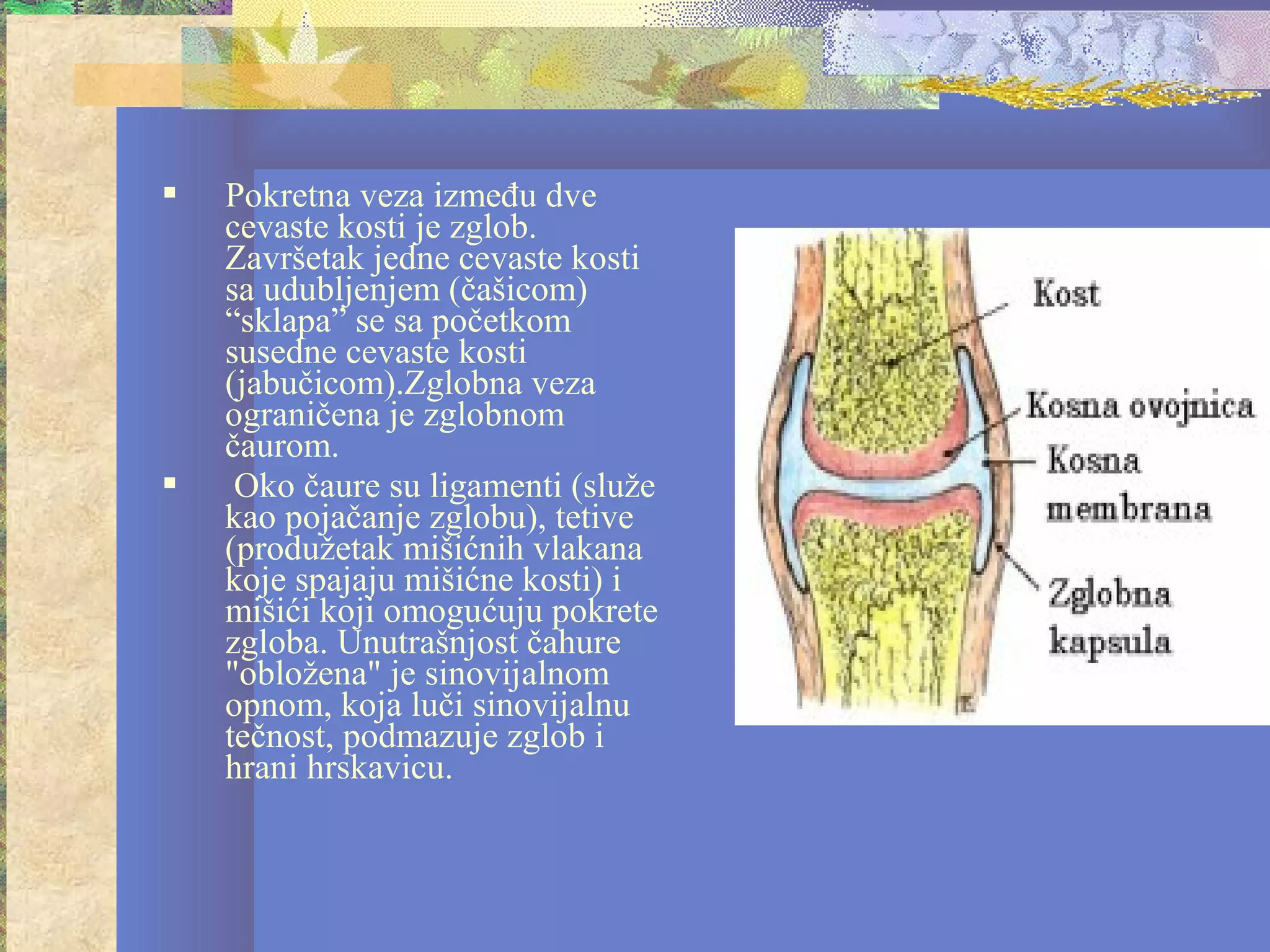 Skeletni sistem, vii | PPT
