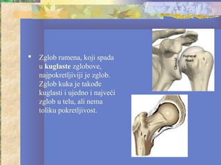 Skeletni sistem, vii | PPT