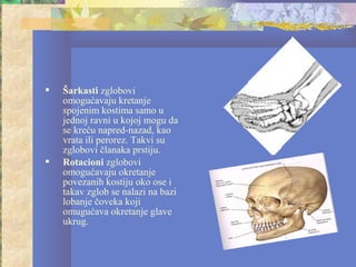 Skeletni sistem, vii | PPT