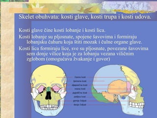 Skeletni sistem, vii | PPT
