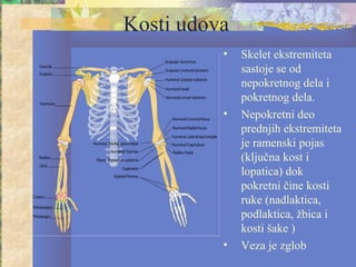 Skeletni sistem, vii | PPT