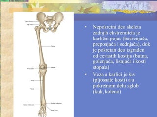 Skeletni sistem, vii | PPT