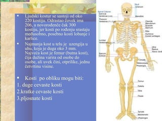 Skeletni sistem, vii | PPT