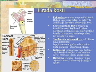 Skeletni sistem, vii | PPT