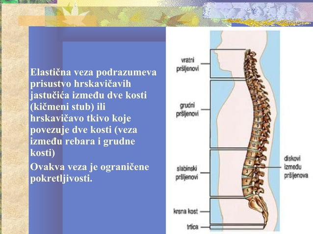Skeletni sistem, vii | PPT