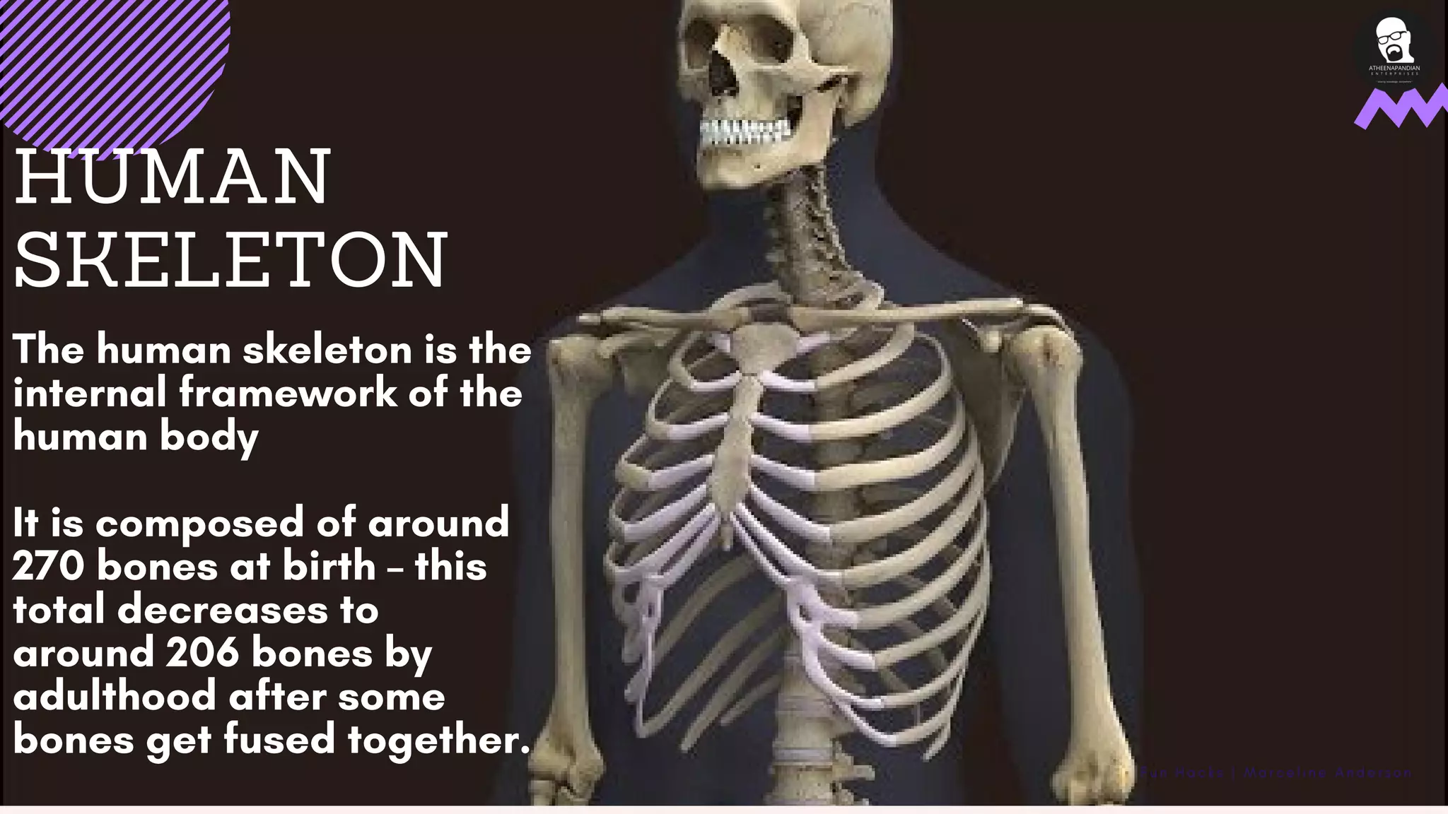 Skeletol system basics | PPT