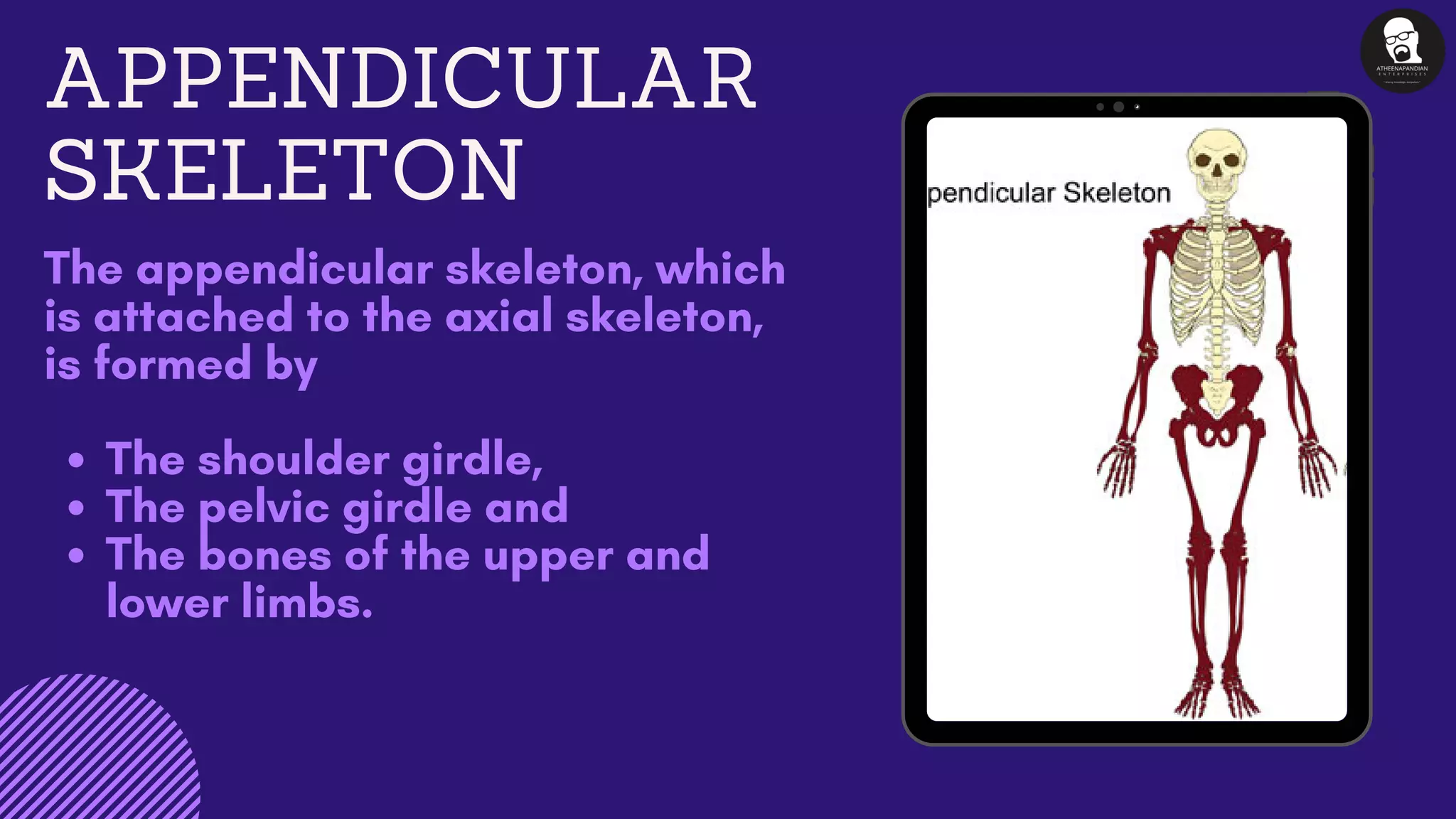 Skeletol system basics | PPT