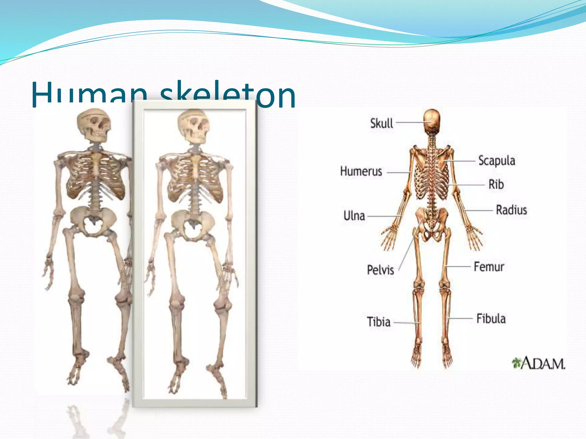 Skeleton | PPTX