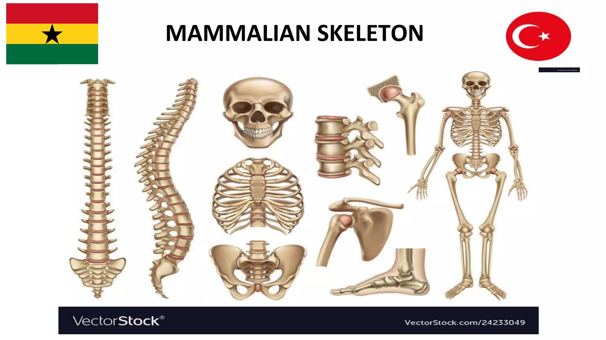 Mammalian Skeleton | PPTX