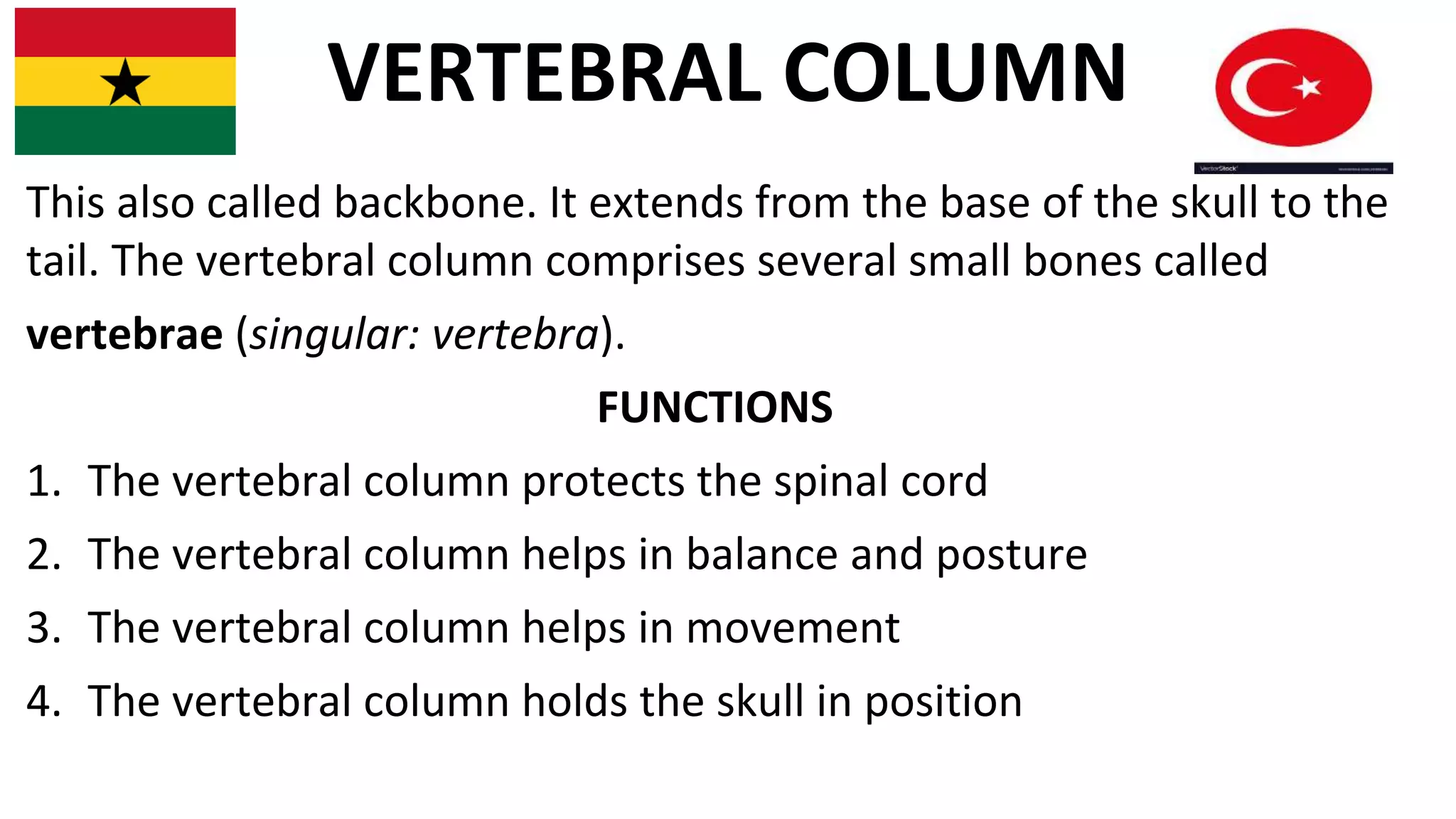 Mammalian Skeleton | PPTX