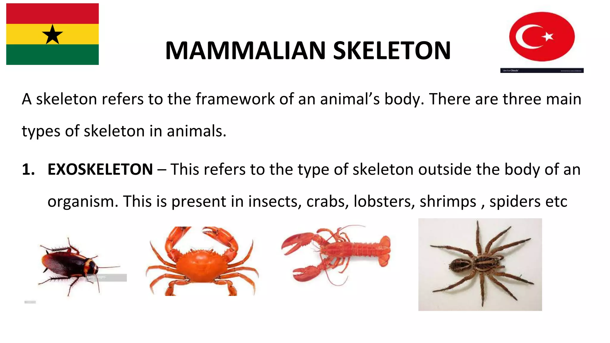Mammalian Skeleton | PPTX