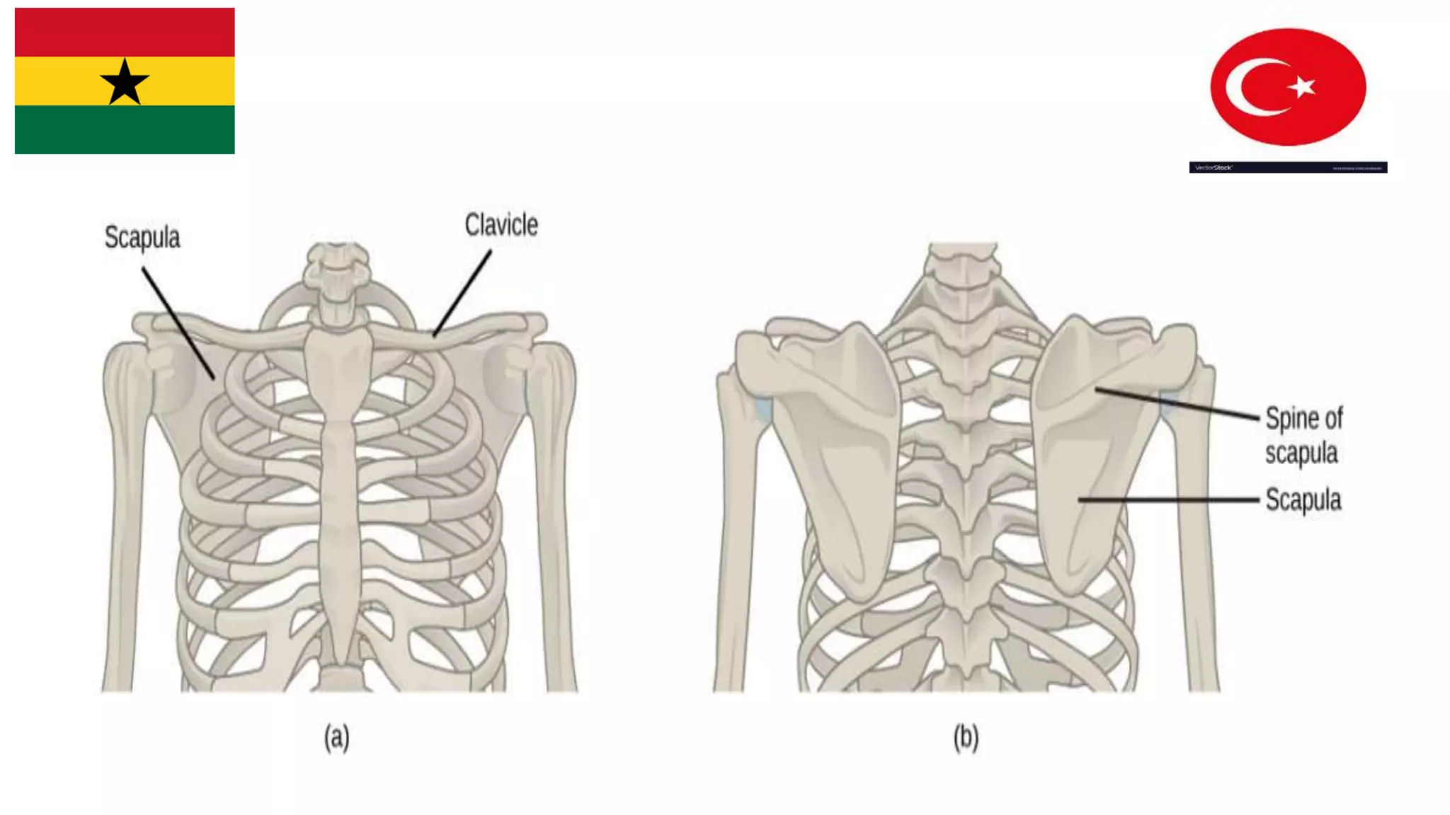 Mammalian Skeleton | PPTX