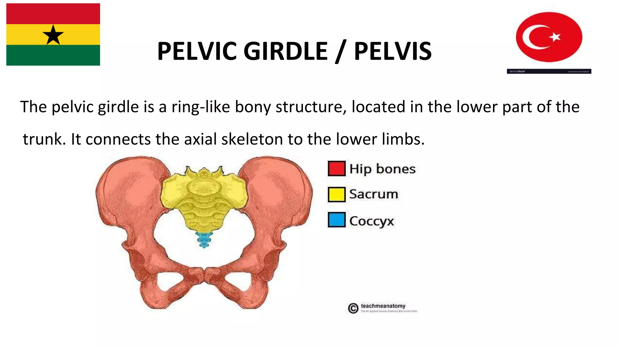 Mammalian Skeleton | PPTX
