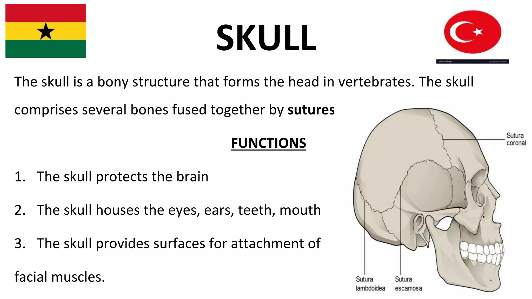 Mammalian Skeleton | PPTX