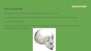 Skeleton | PPTX