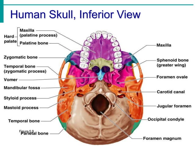 Skeletal System BSN YEAR 1 SEMSESTER 1.. | PPT