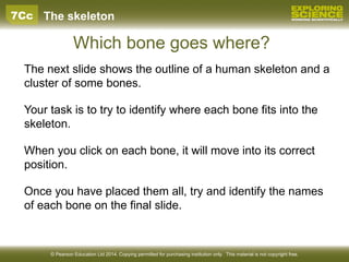 skeleton in the human body smp losnito.ppt