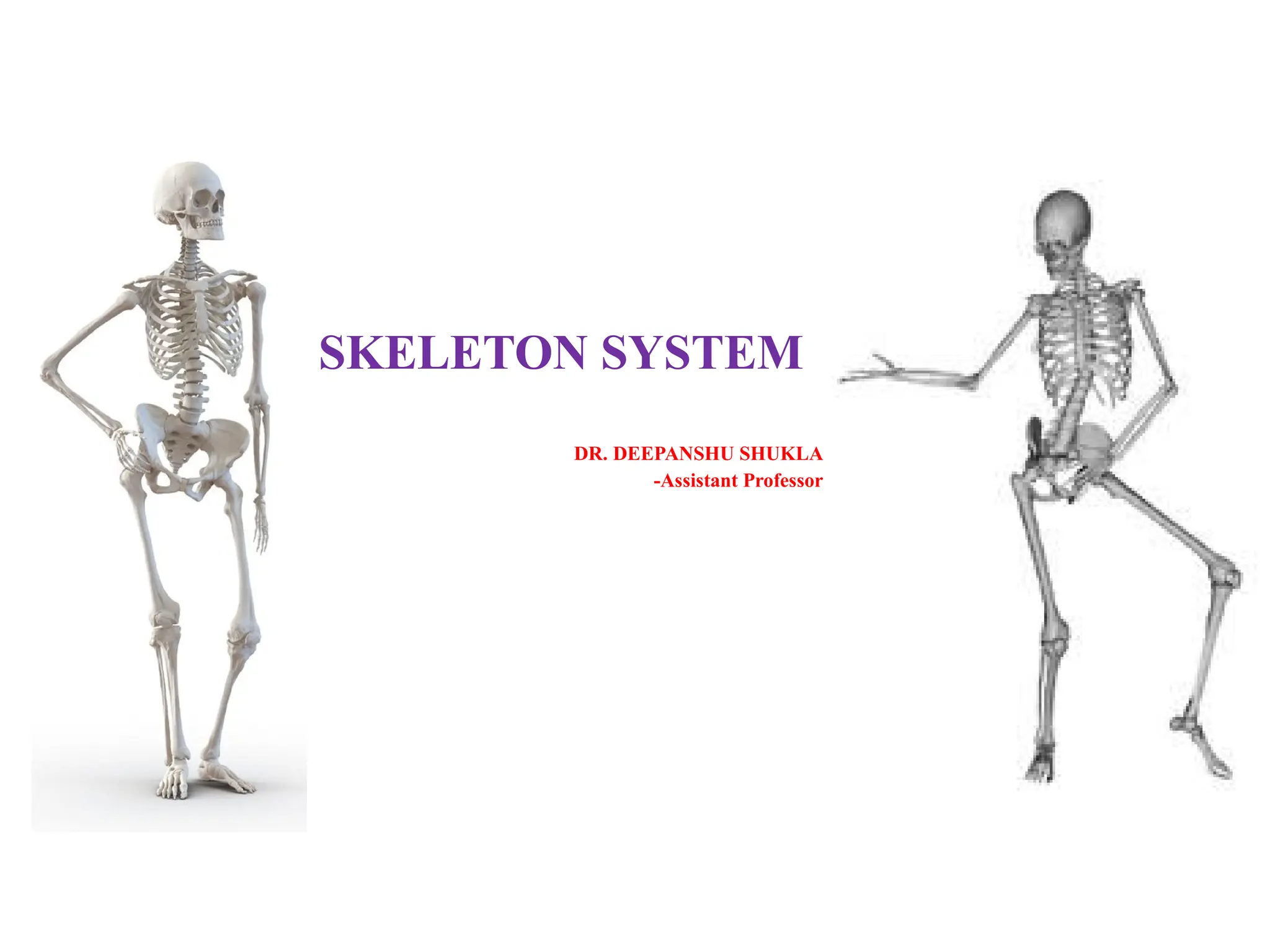 Skeleton system types of bones in human system | PPTX