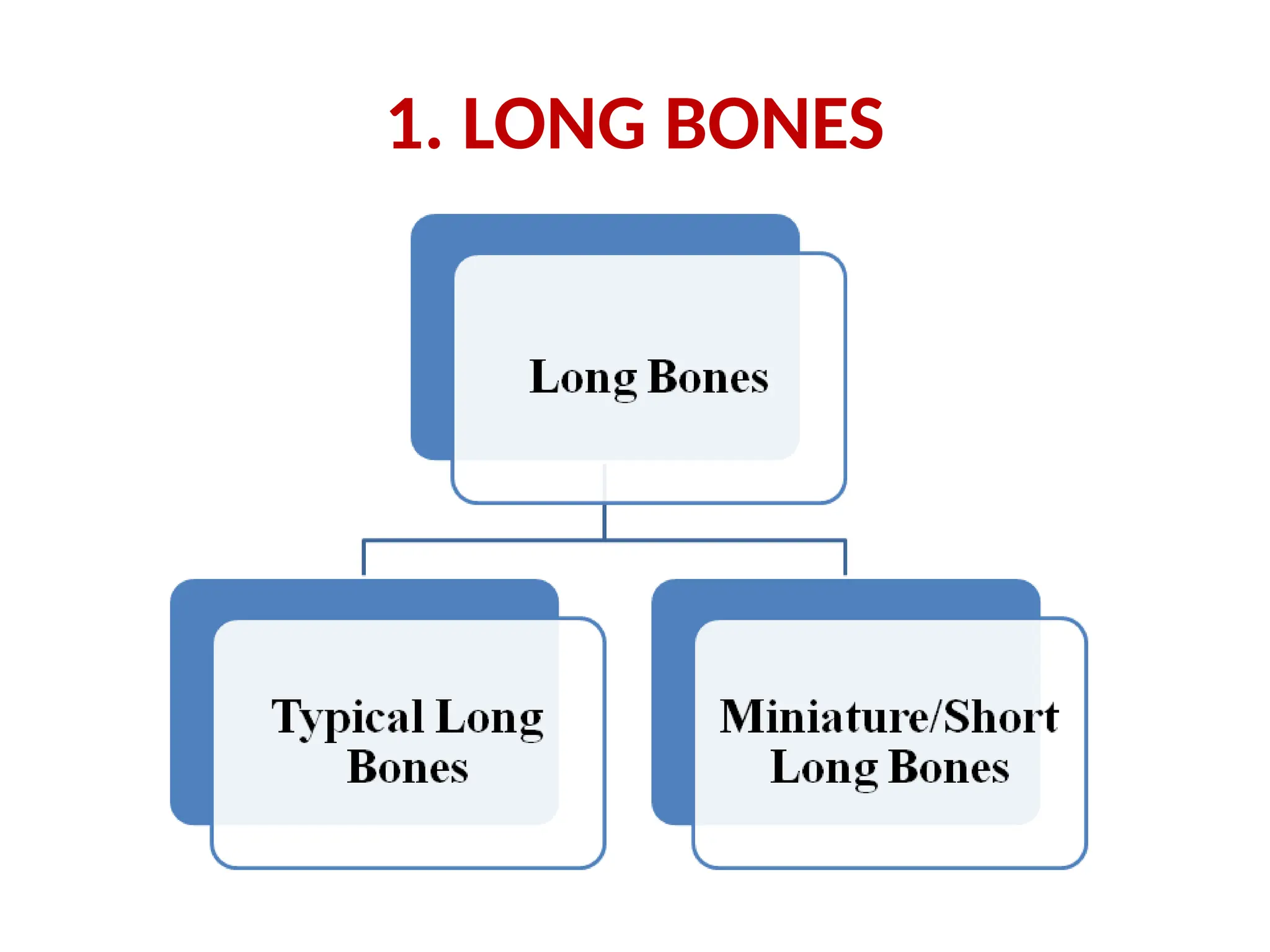 Skeleton system types of bones in human system | PPTX