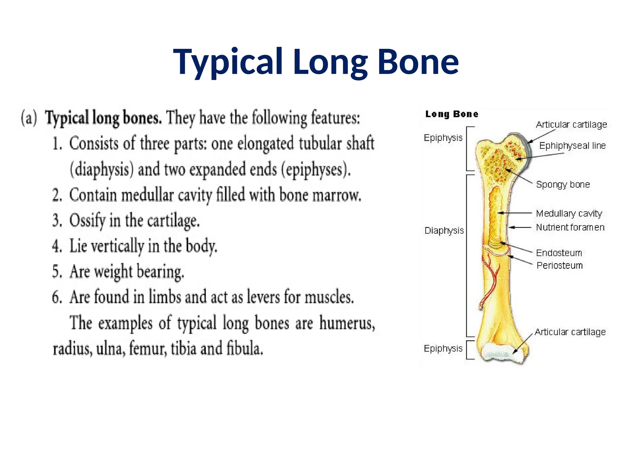 Skeleton system types of bones in human system | PPTX