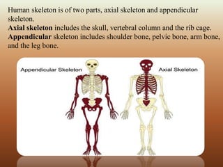 HUMAN SKELETON | PPTX
