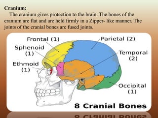 HUMAN SKELETON | PPTX