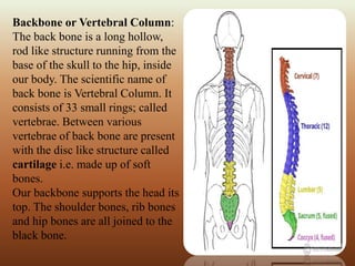 HUMAN SKELETON | PPTX