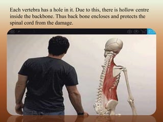 HUMAN SKELETON | PPTX