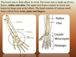 HUMAN SKELETON | PPTX