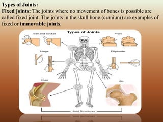 HUMAN SKELETON | PPTX