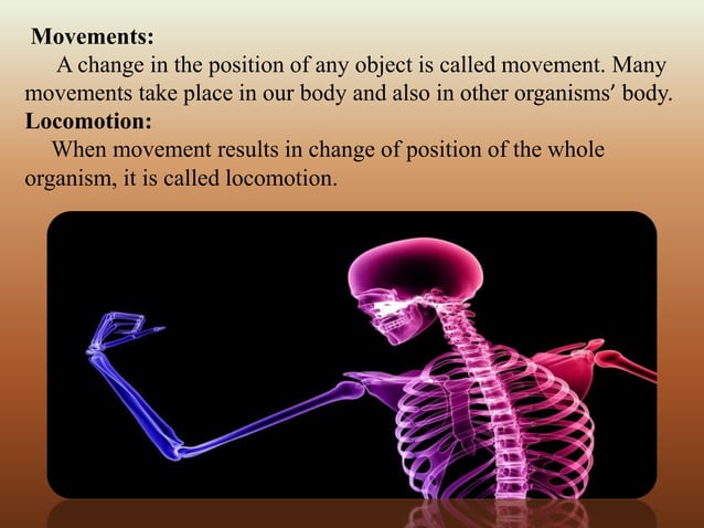 HUMAN SKELETON | PPTX