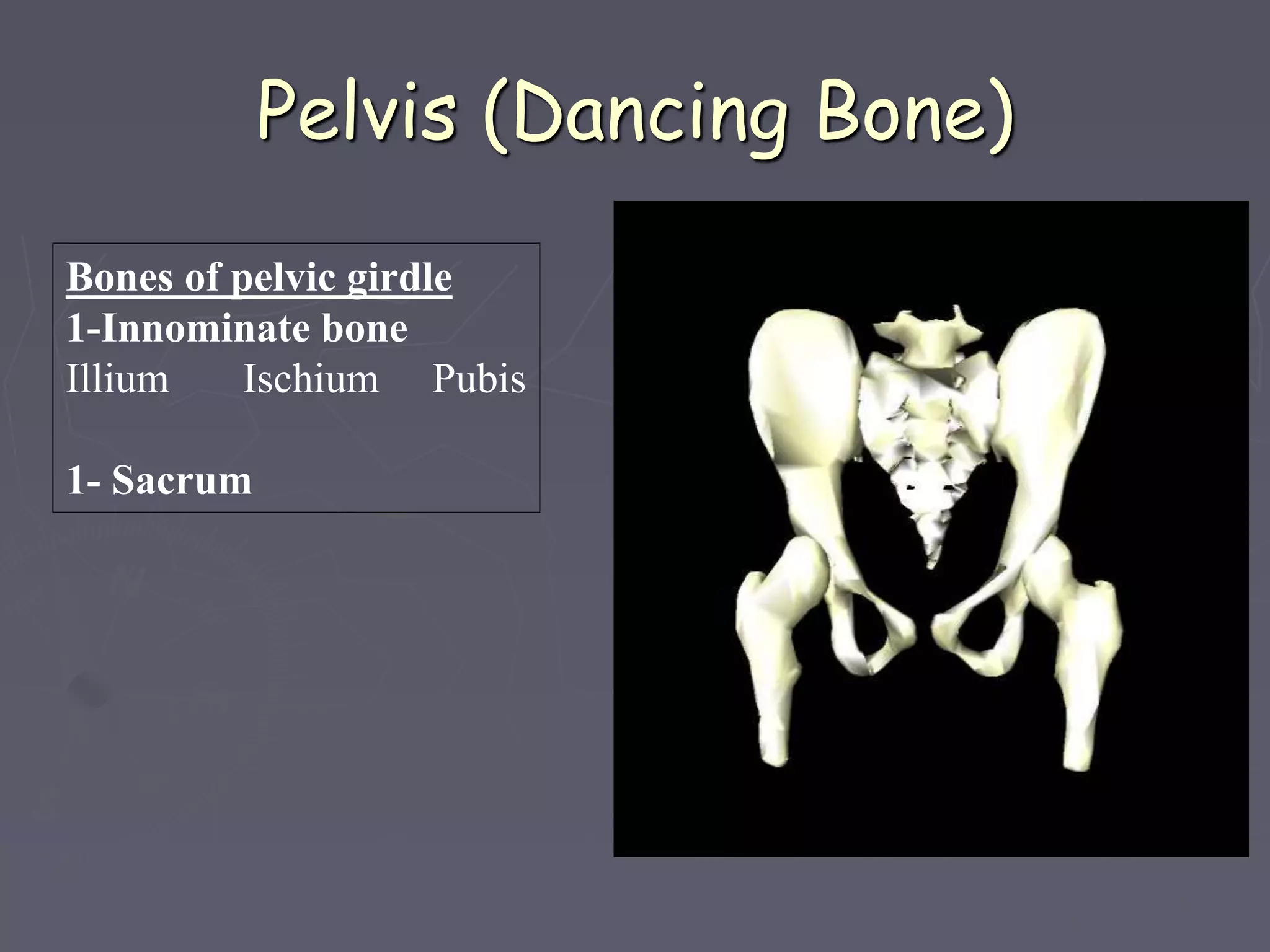 Skeletal System | PPT