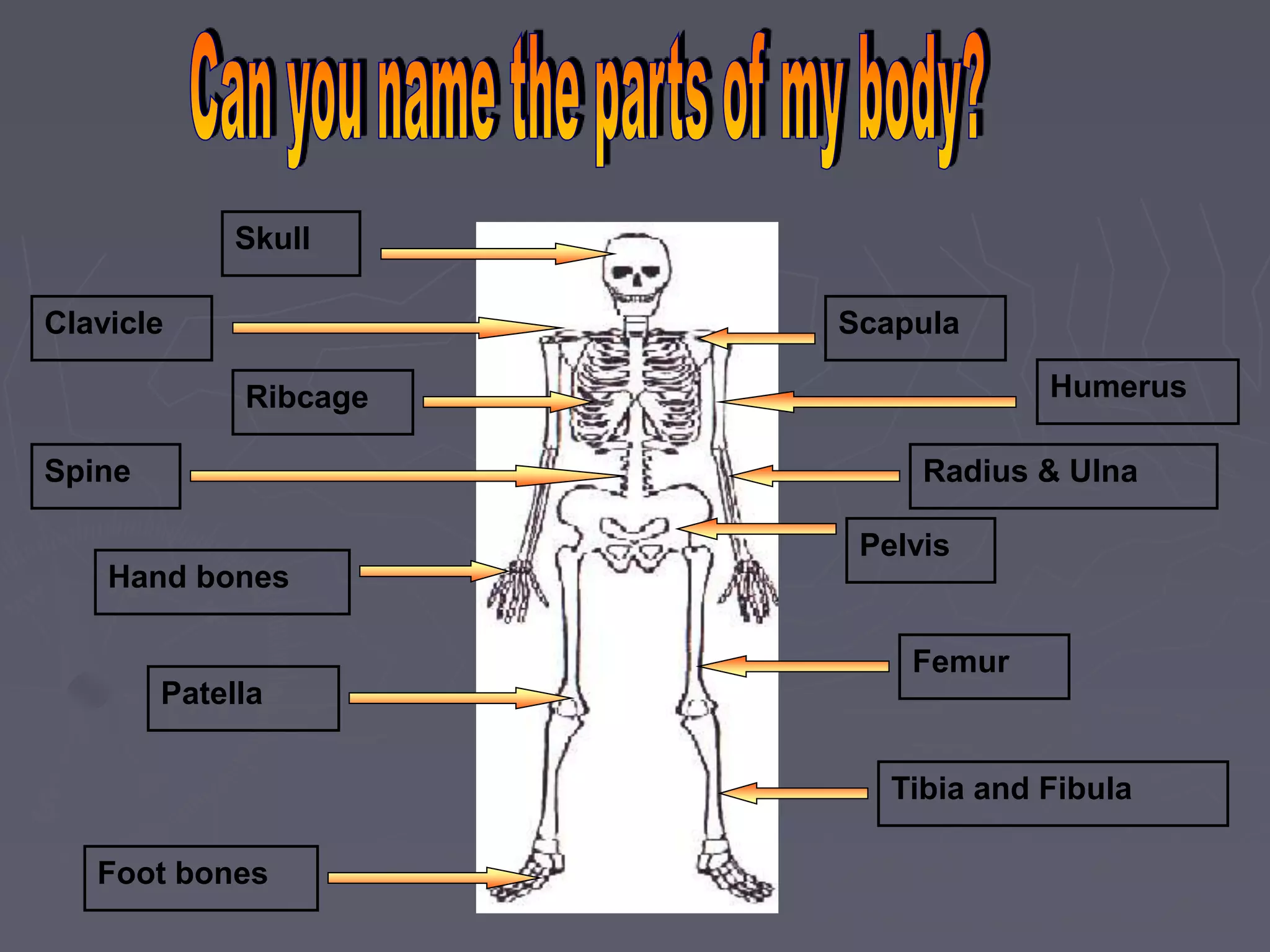Skeletal System | PPT