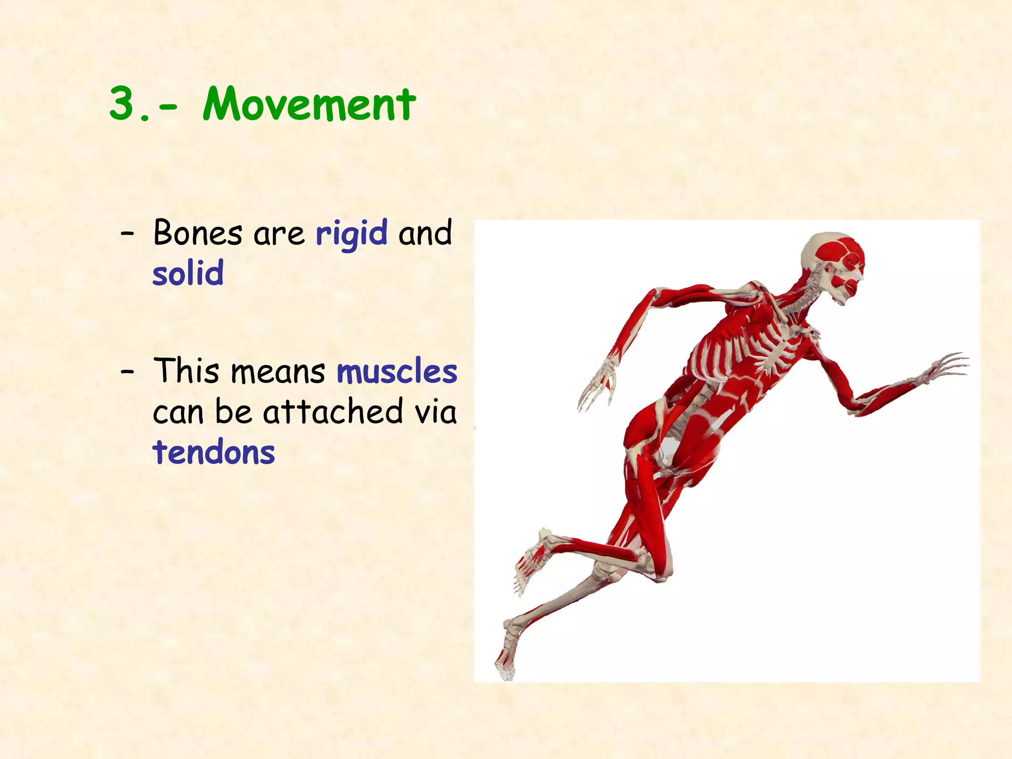 Skeleton, Joints And Bones | PPT | Death, Injury, or Military Conflict ...