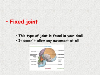 Skeleton, Joints And Bones | PPT