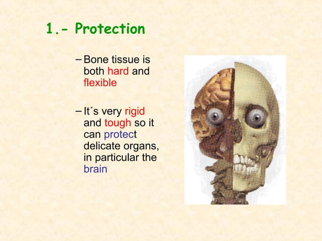 Skeleton, Joints And Bones | PPT | Death, Injury, or Military Conflict ...