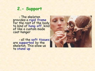 Skeleton, Joints And Bones | PPT