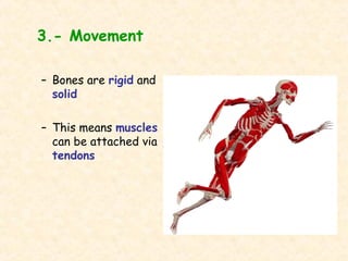 Skeleton, Joints And Bones | PPT