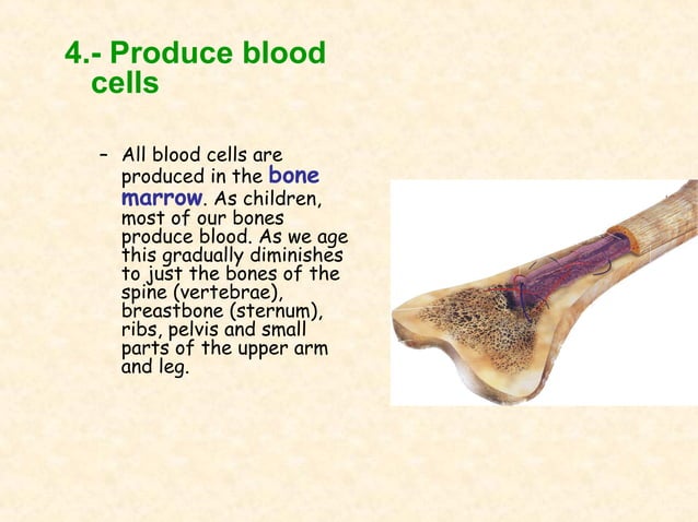 Skeleton, Joints And Bones | PPT | Death, Injury, or Military Conflict ...