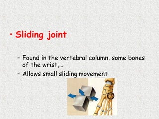 Skeleton, Joints And Bones | PPT