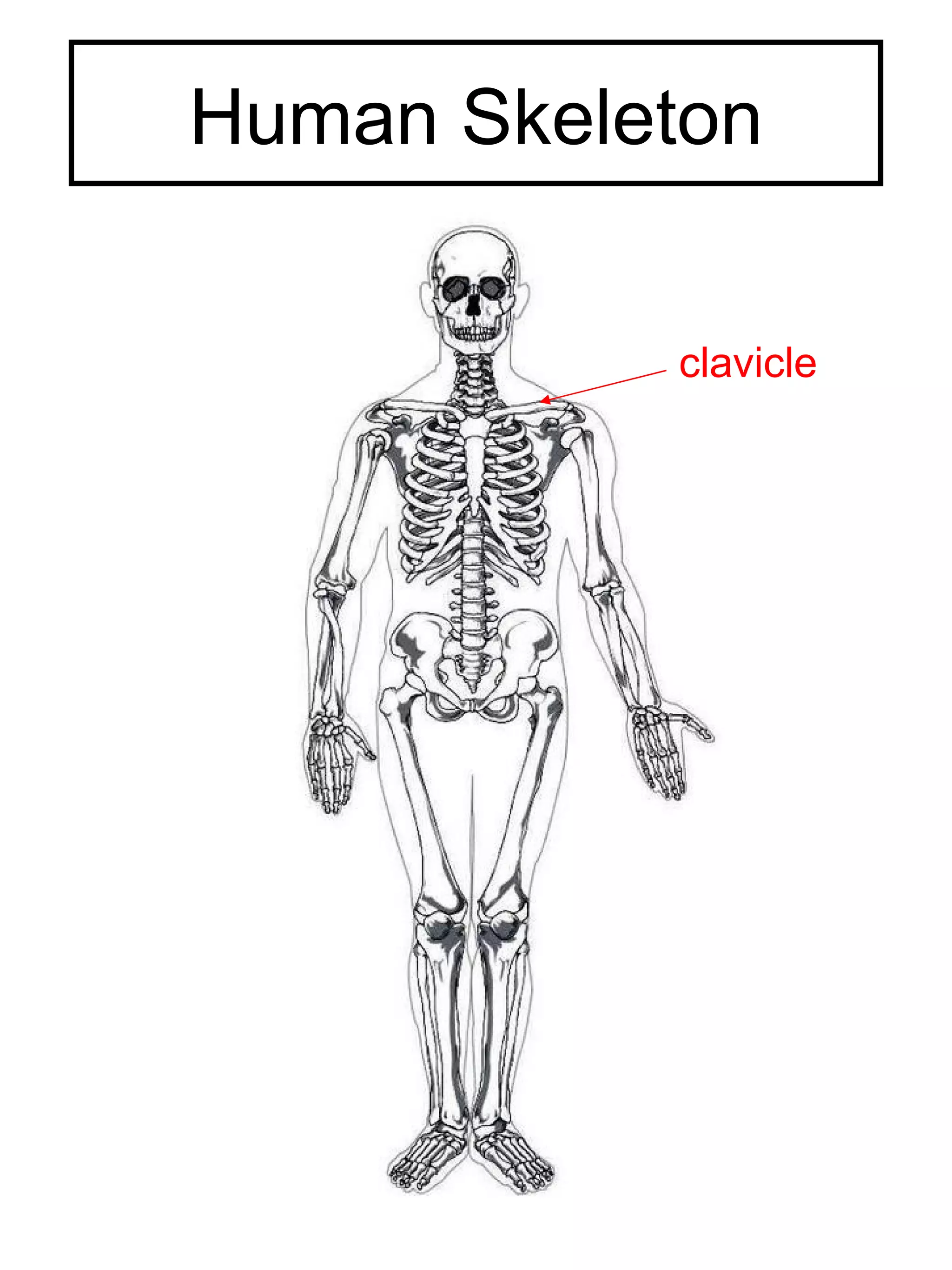 Skeleton Review | PPT