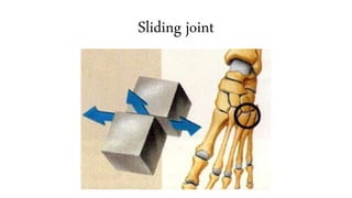 Skeleton and joints 2018 2019 | PPT